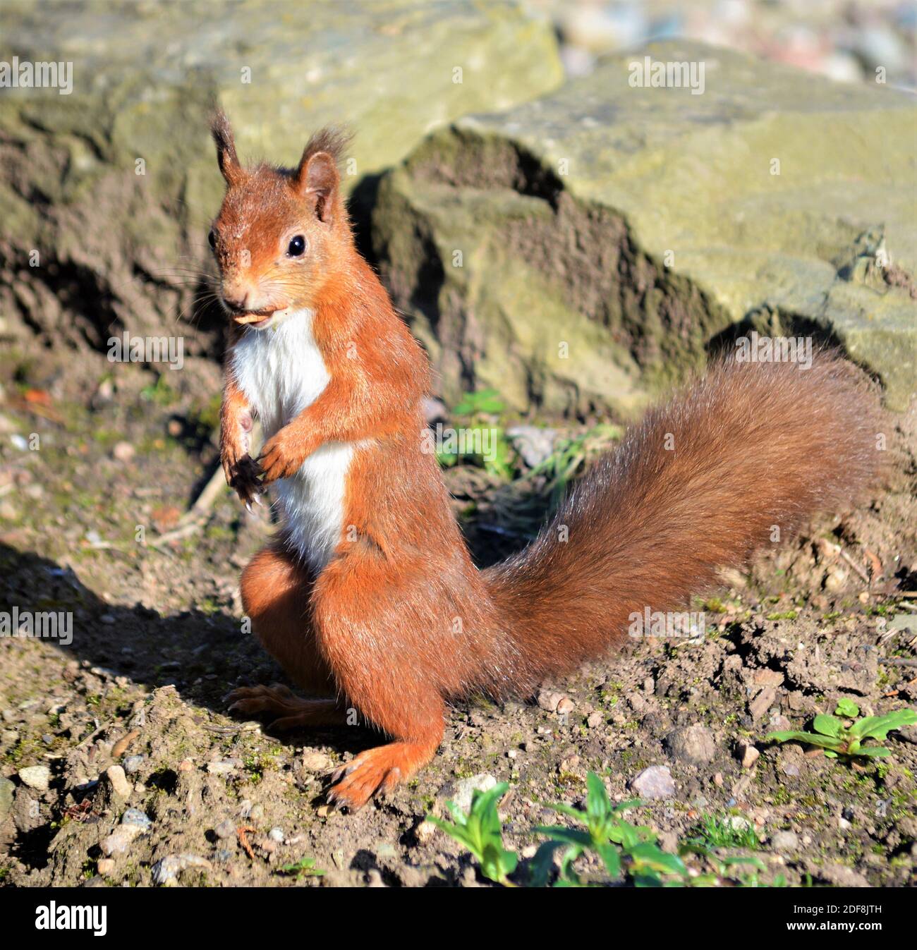 Red squirrel tayside hi-res stock photography and images - Alamy