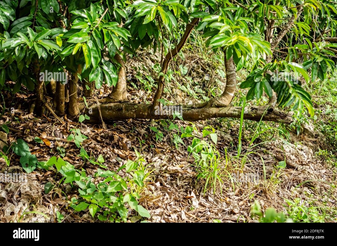 A graviola tree that was partially uprooted has its main trunk lying ...