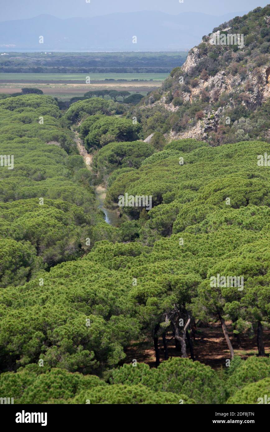 Maritime pine trees wood landscape in Tuscany land Stock Photo - Alamy