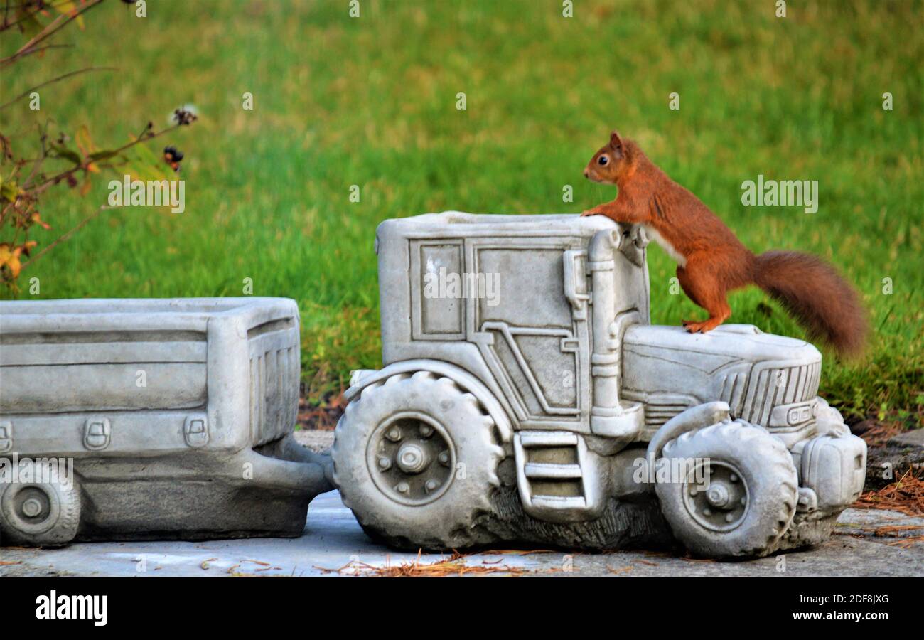 Red squirrel paws hi-res stock photography and images - Alamy
