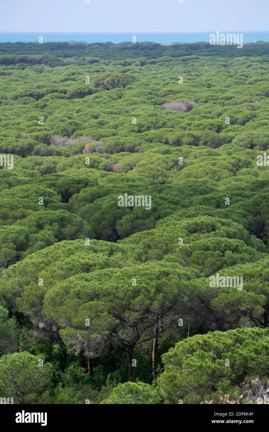 Maritime pine trees wood landscape in Tuscany land Stock Photo - Alamy