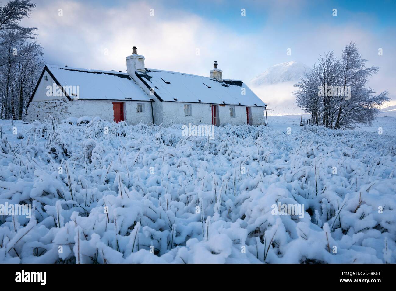 Scottish highland cow in scotland hi-res stock photography and images ...