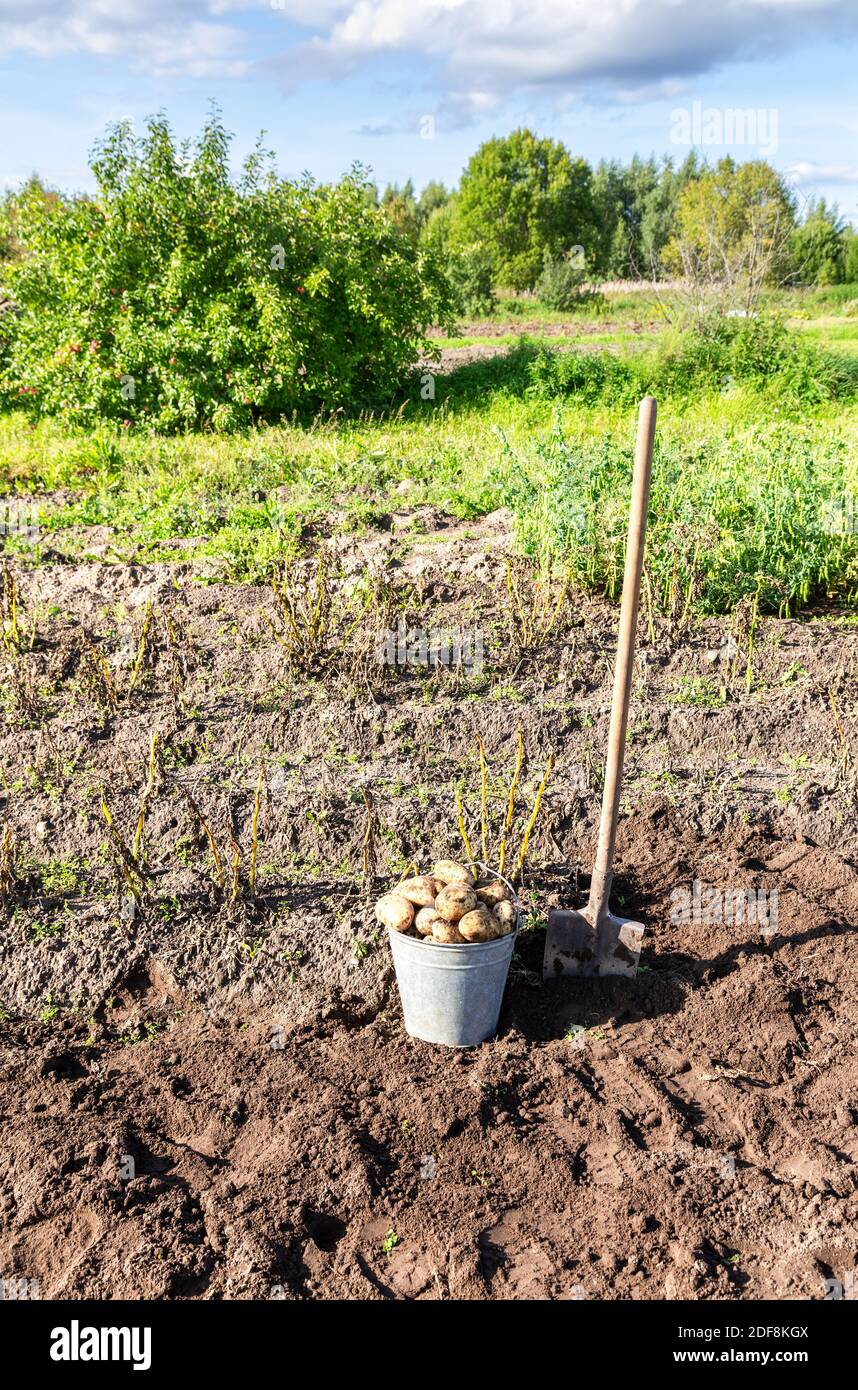 Freshly harvested organic potatoes in metal bucket and spade at the ...