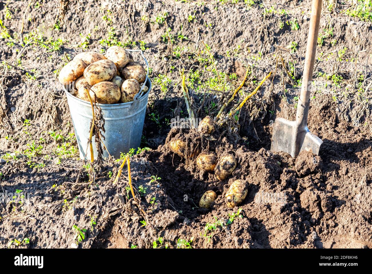 Freshly harvested organic potatoes in metal bucket and spade at the ...