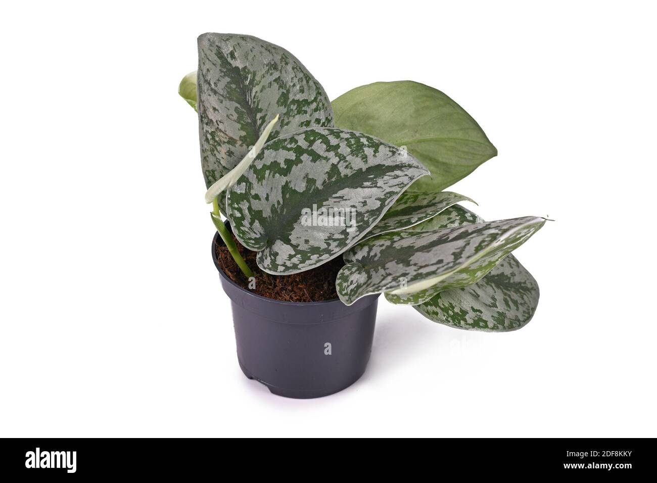 Pothos pictus hi-res stock photography and images - Alamy