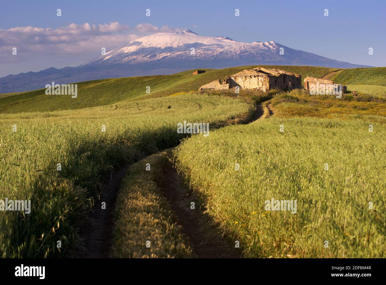 track cross cereal field on background Etna Stock Photo - Alamy