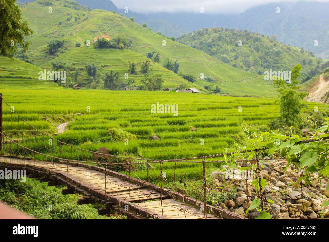 Bridge to rice fields Stock Photo - Alamy