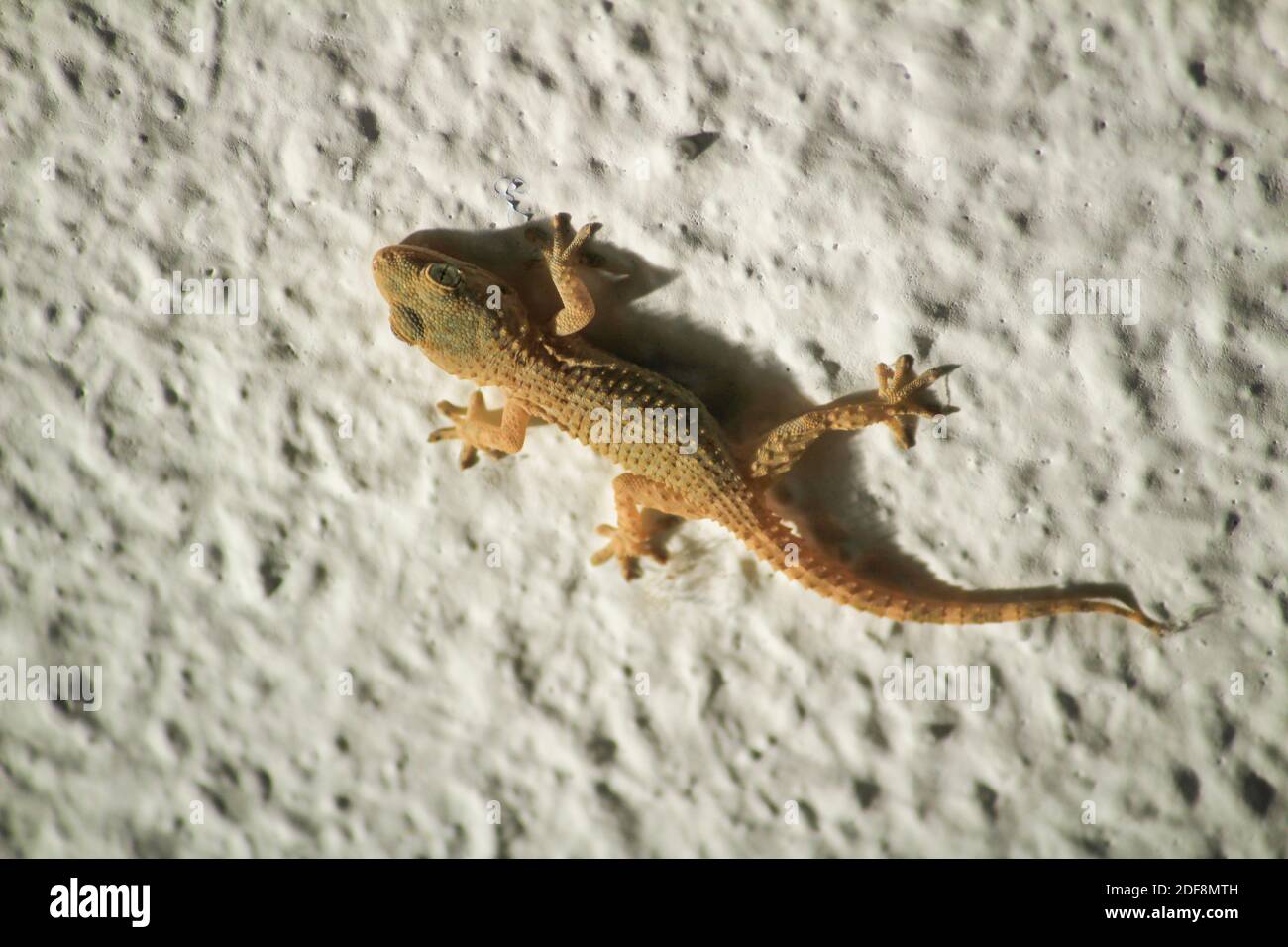 Beautiful House Lizard or little Gecko on white wall Stock Photo - Alamy