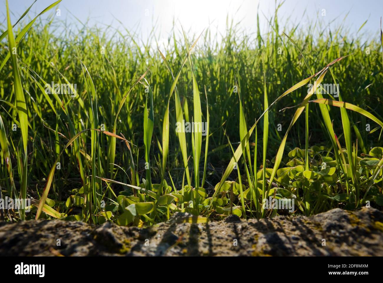 Blades in backlight hi-res stock photography and images - Alamy