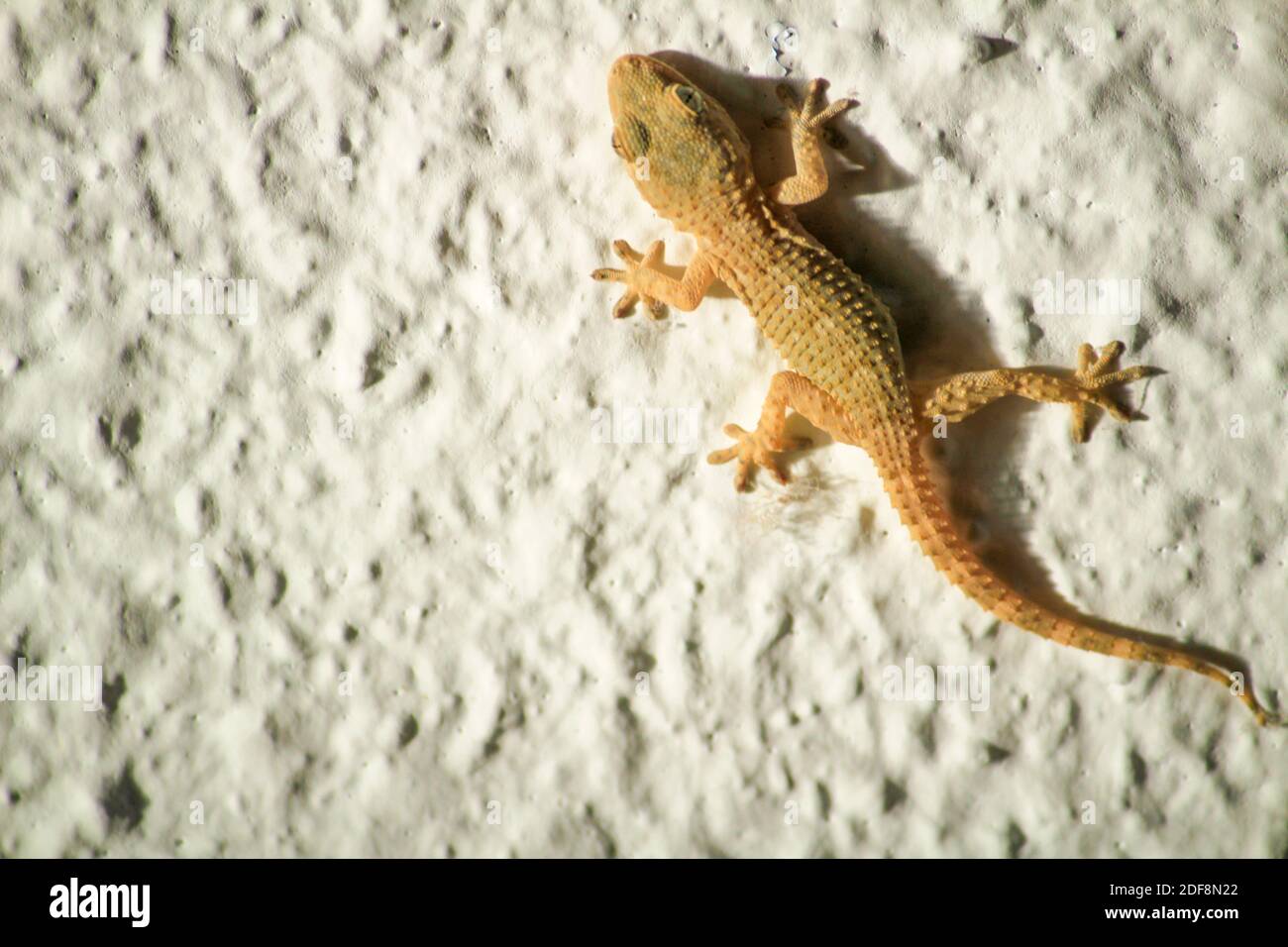 Beautiful House Lizard or little Gecko on white wall Stock Photo - Alamy