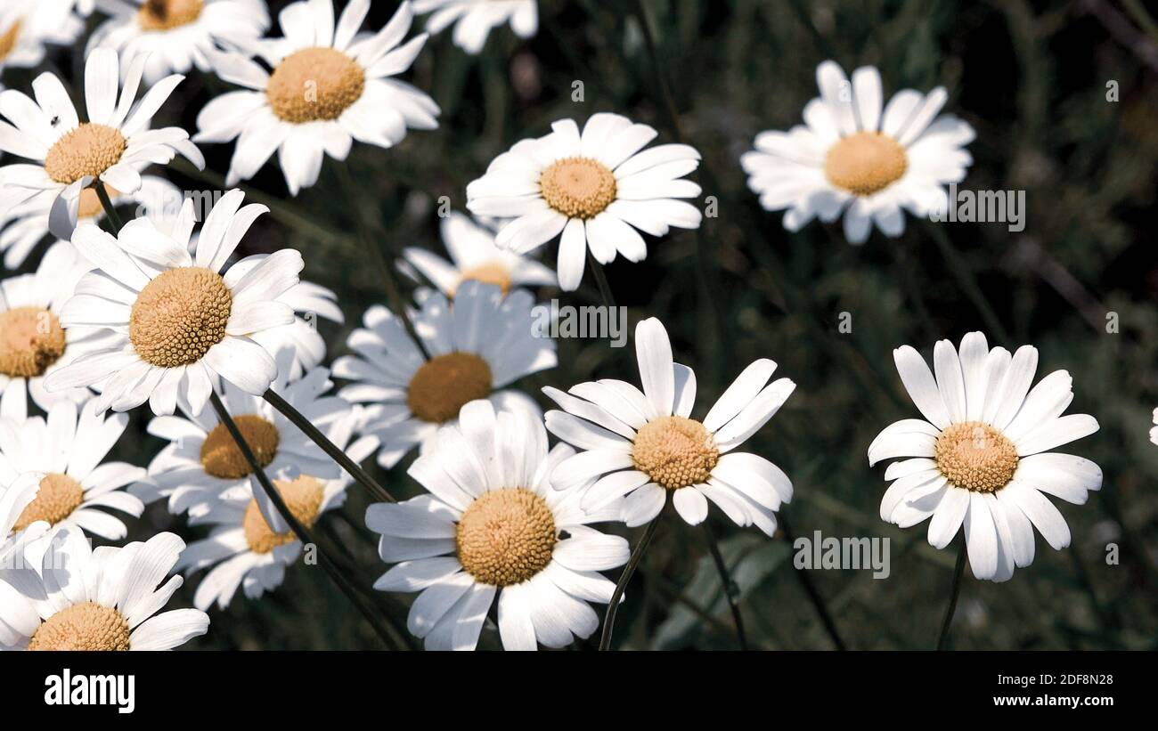 White daisy flower with green leafs with a very soft vintage effect ...