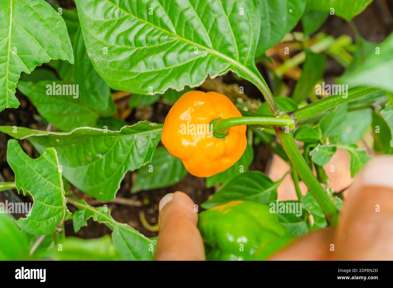 Stem Of Scotch Bonnet Pepper Stock Photo - Alamy
