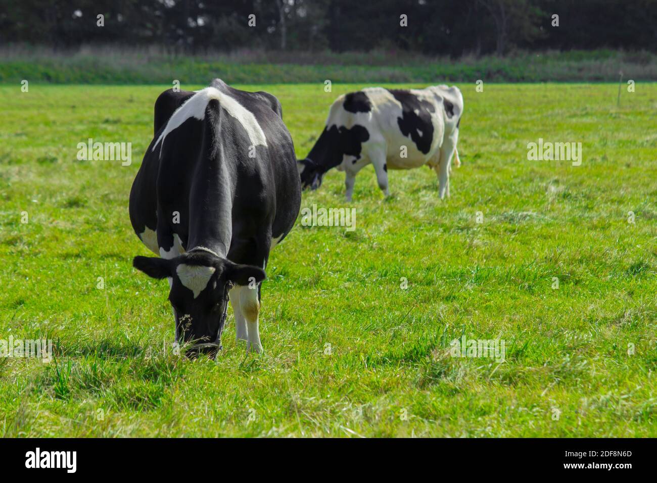 Holstein cow grass hi-res stock photography and images - Alamy