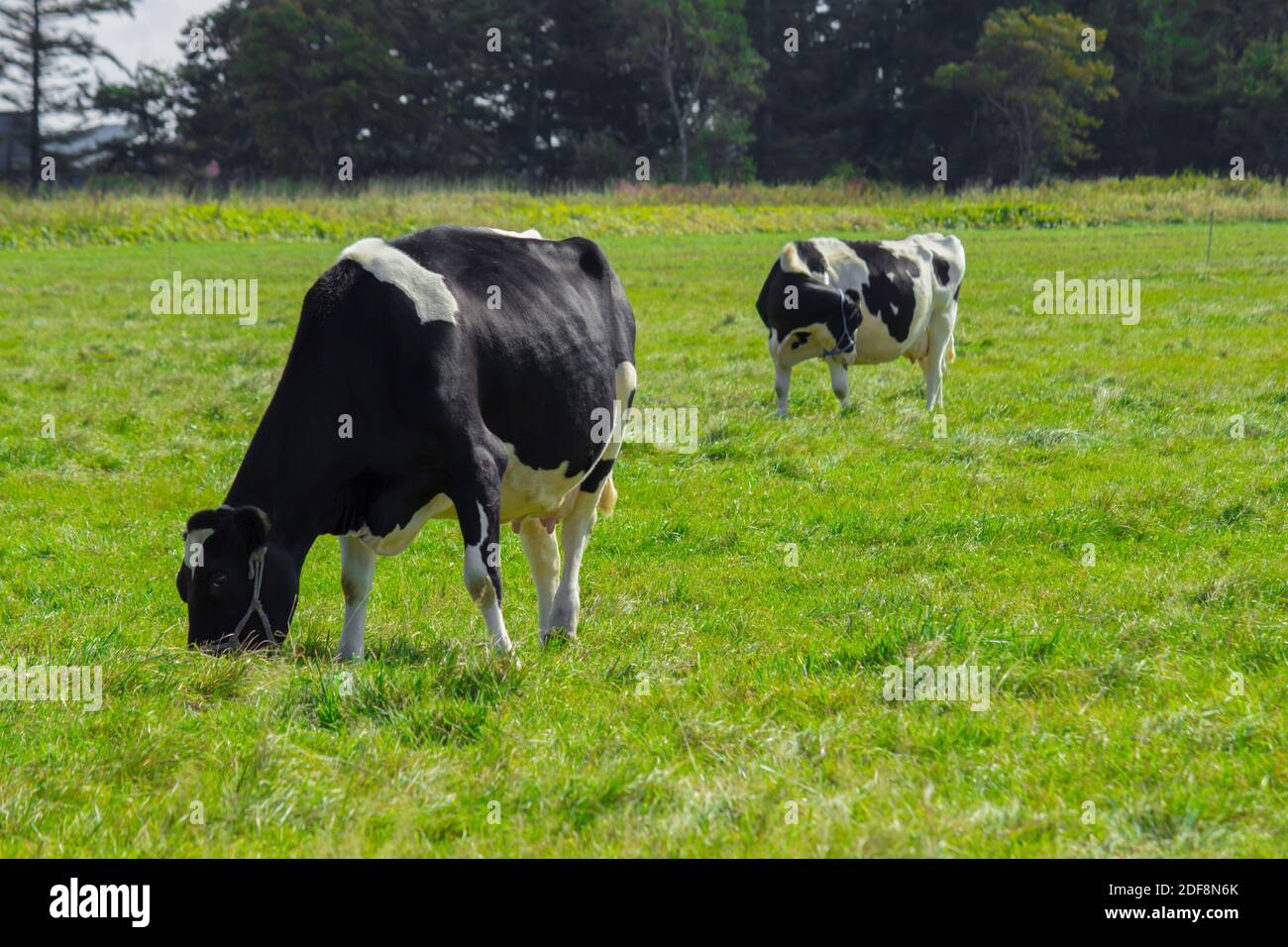 Holstein cow grass hi-res stock photography and images - Alamy