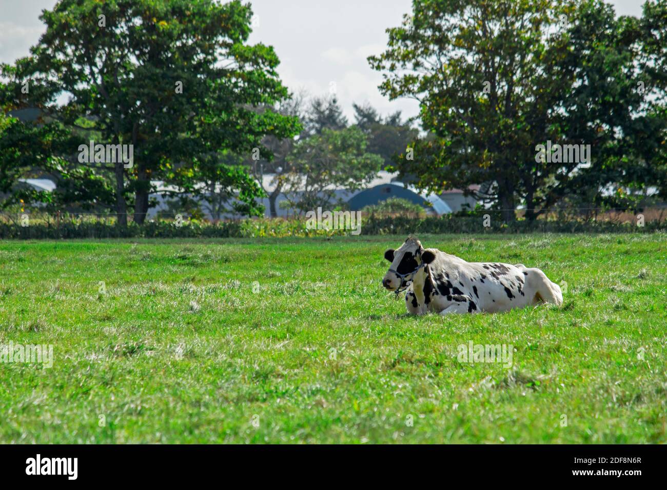 Cow sitting hi-res stock photography and images - Alamy