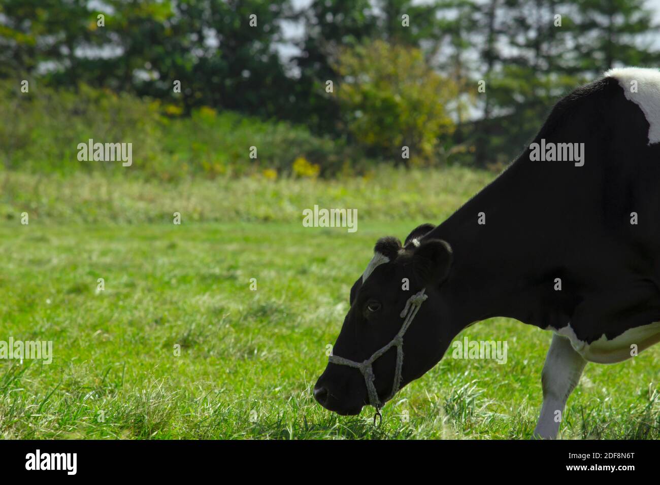 Close up photo of cow's face seen from the side Stock Photo - Alamy