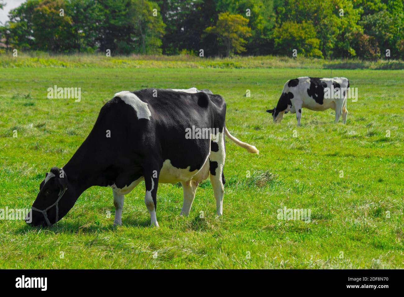 Green grass cattle eating hi-res stock photography and images - Alamy