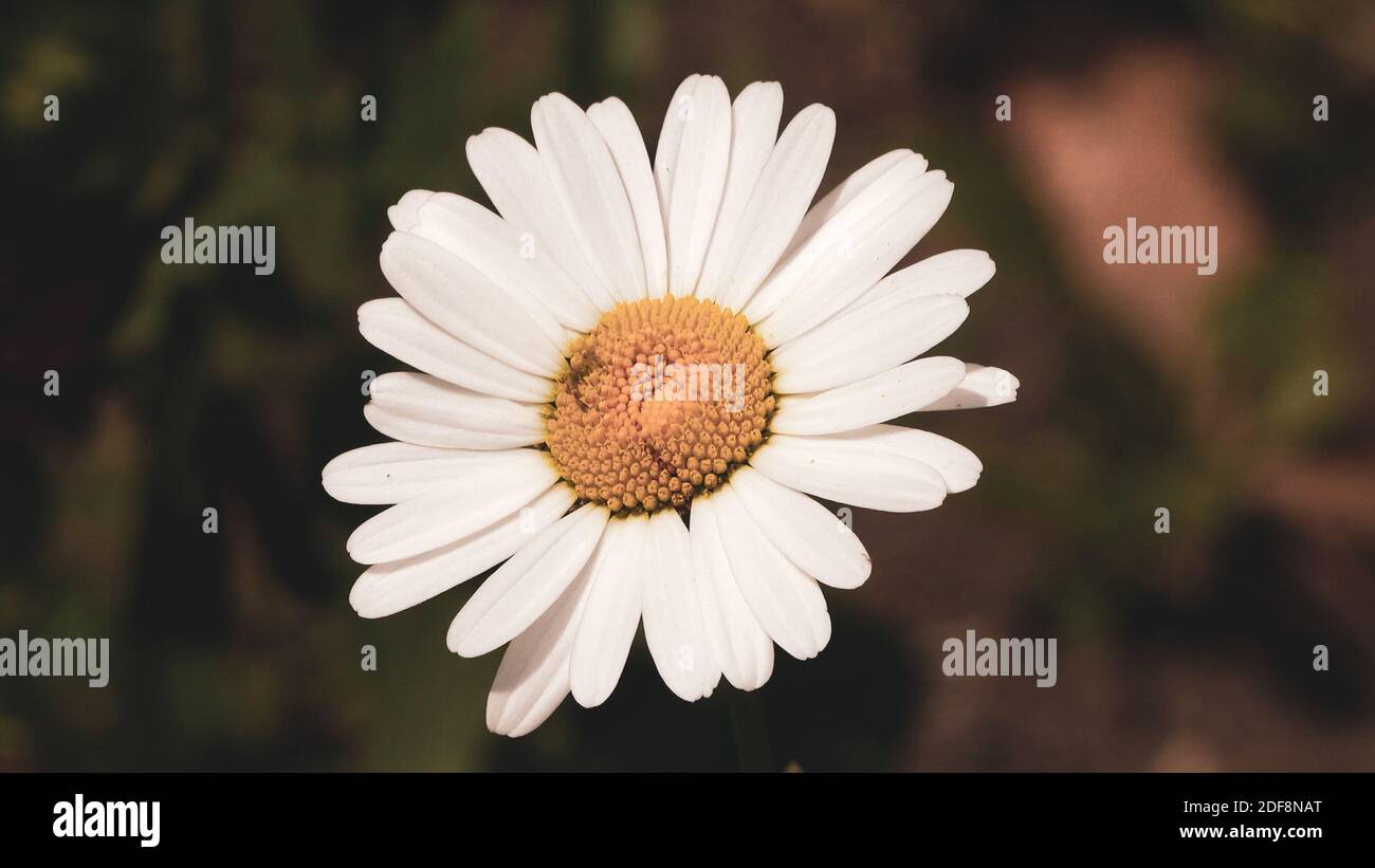 White daisy flower with green leafs with a very soft vintage effect ...