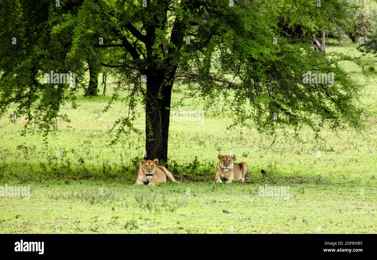 Lions under a tree Stock Photo - Alamy