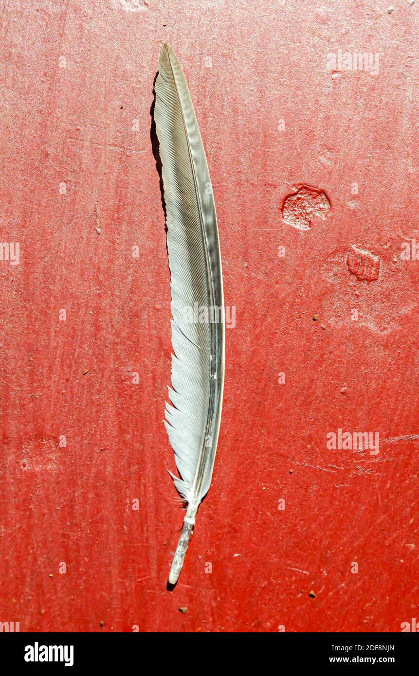 Long and plume feathers hi-res stock photography and images - Alamy
