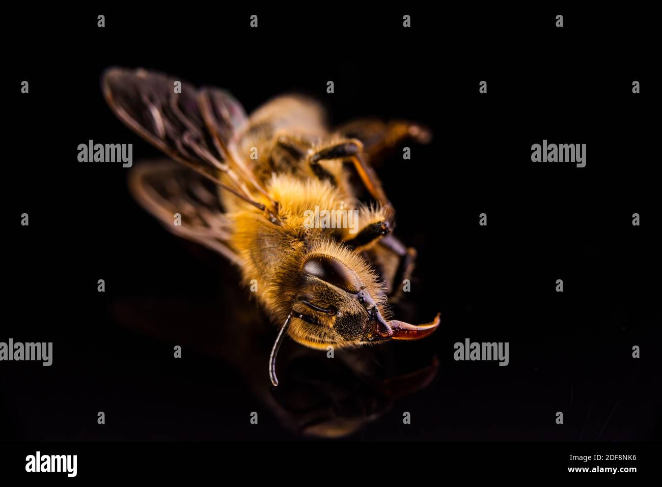 Dead bee hi-res stock photography and images - Alamy