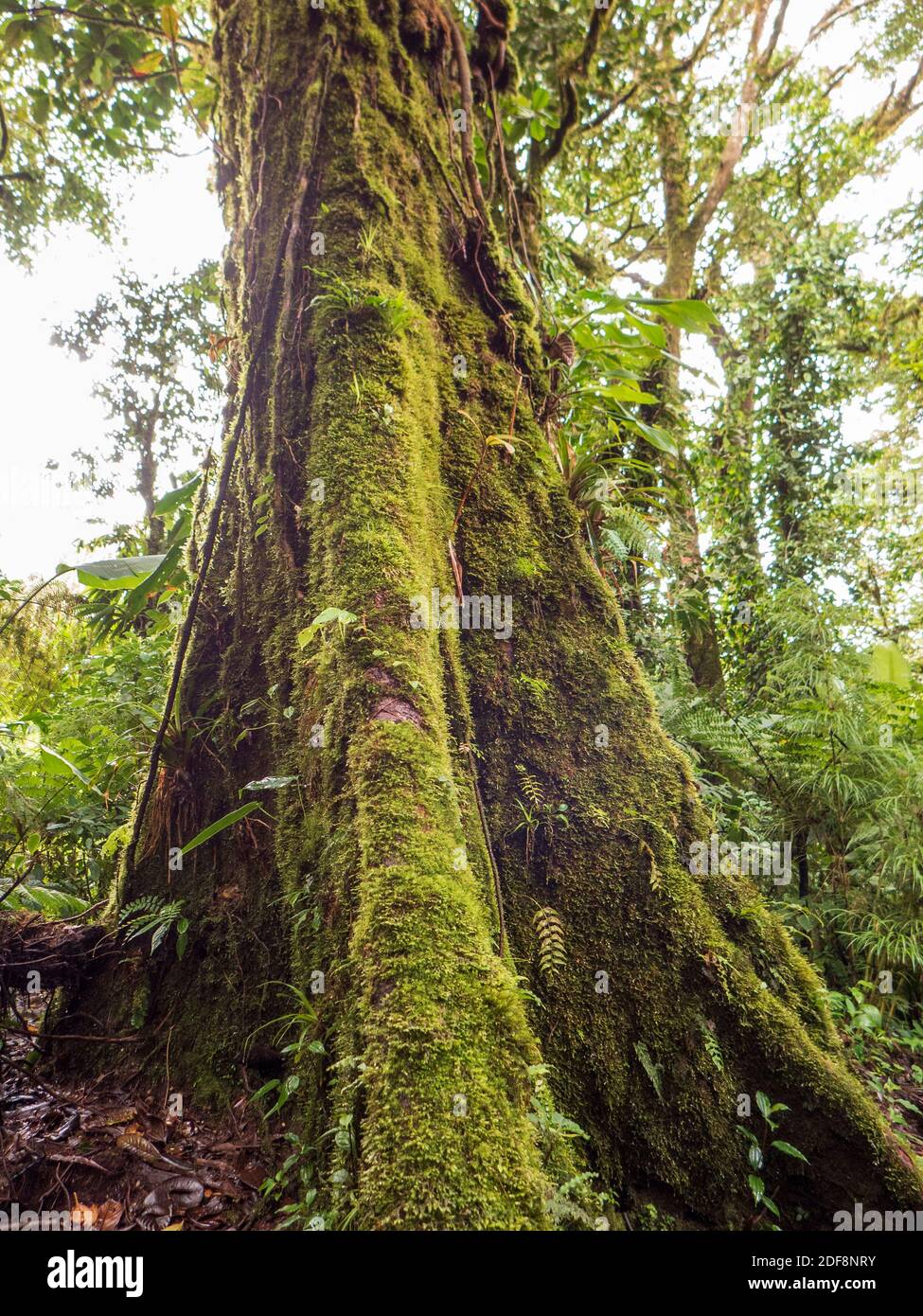 Big Tall Tree Rainforest High Resolution Stock Photography and Images ...