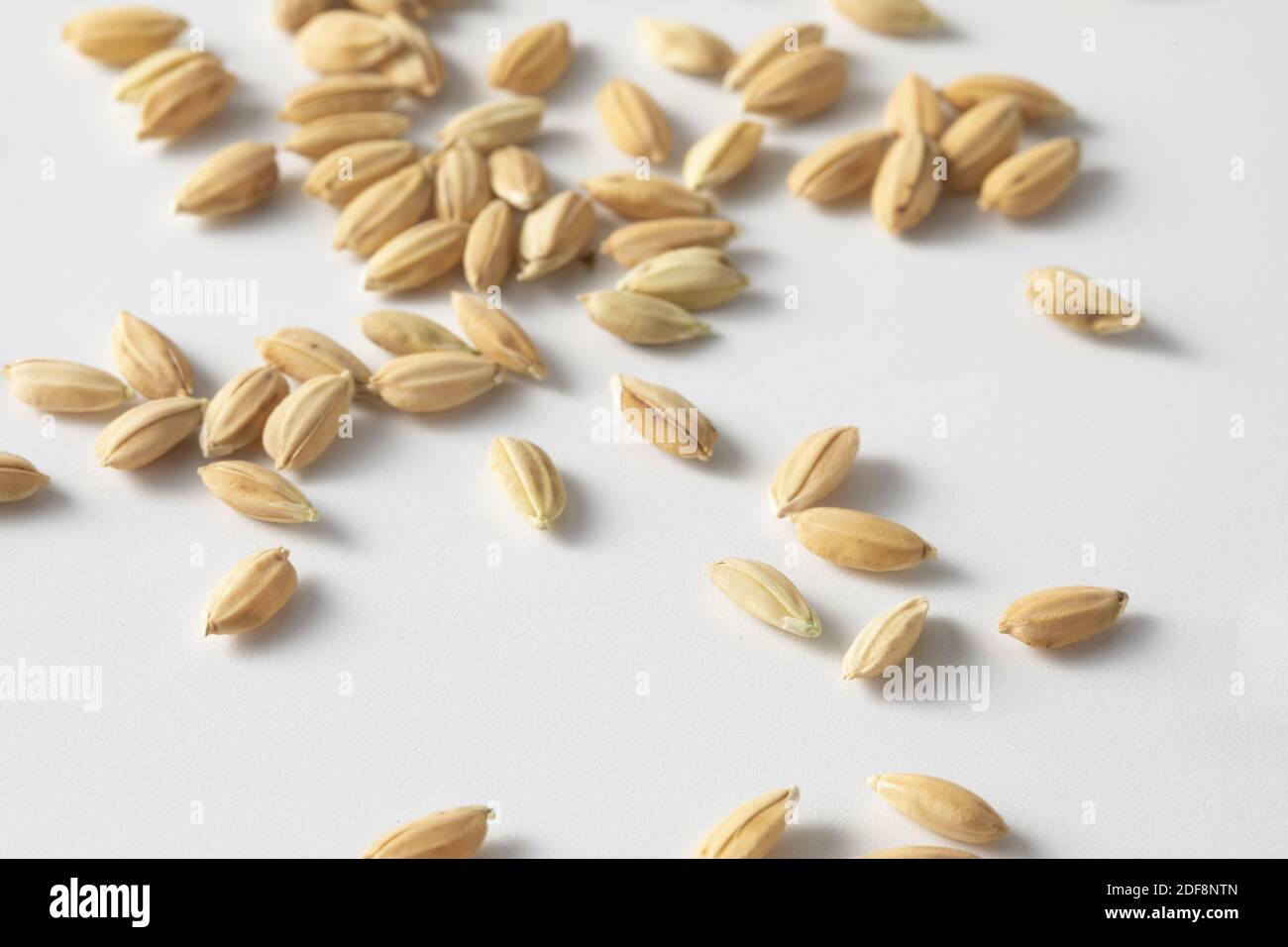 An isolated closeup of barley grains scattered on white background ...
