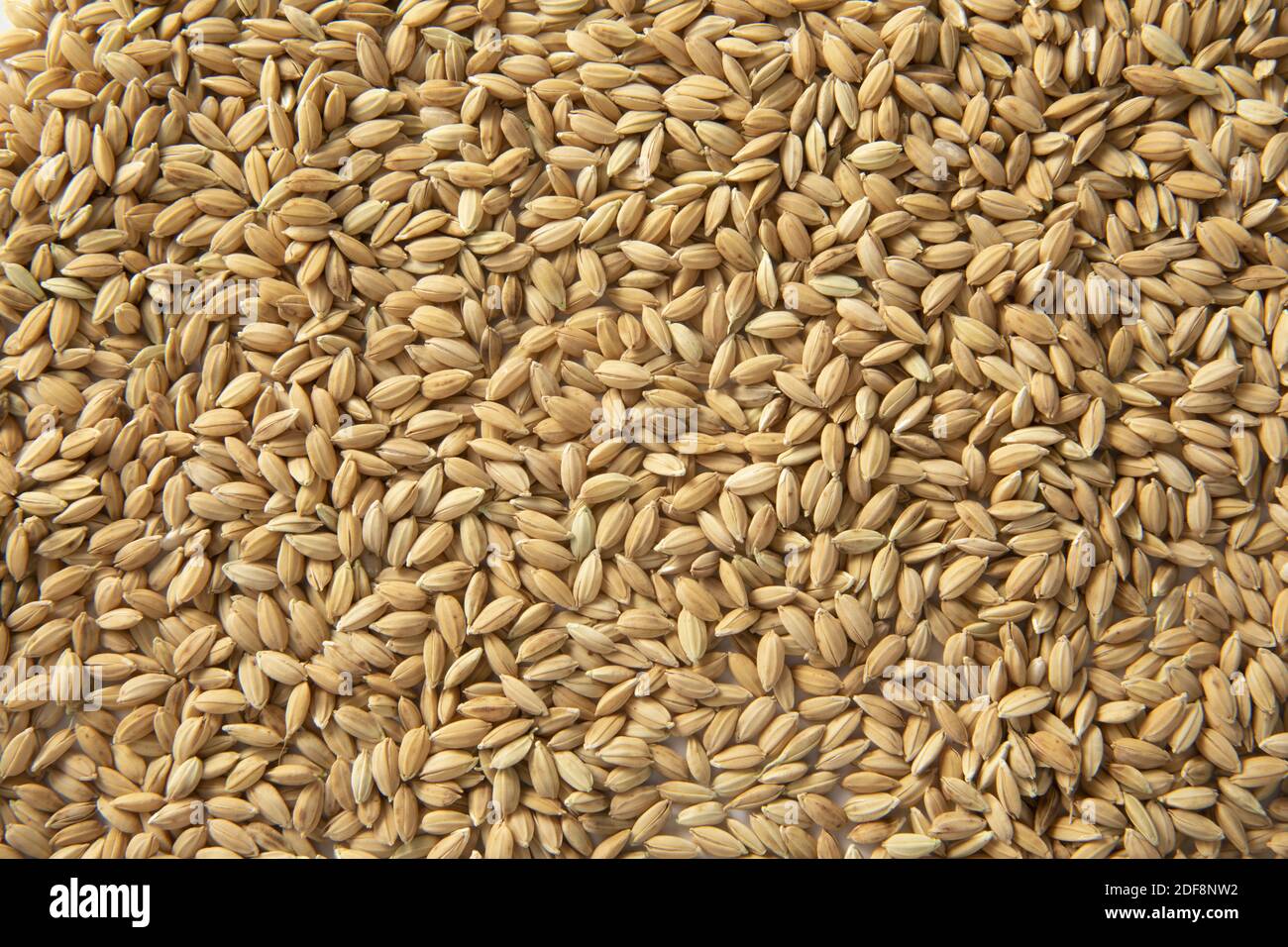 A closeup of barley grains background Stock Photo - Alamy