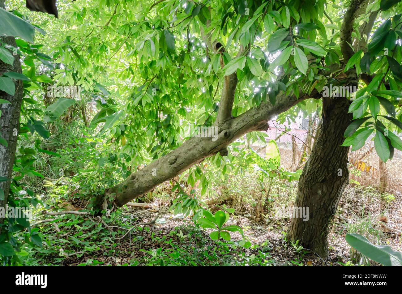 Trees Toppling Over Stock Photo - Alamy