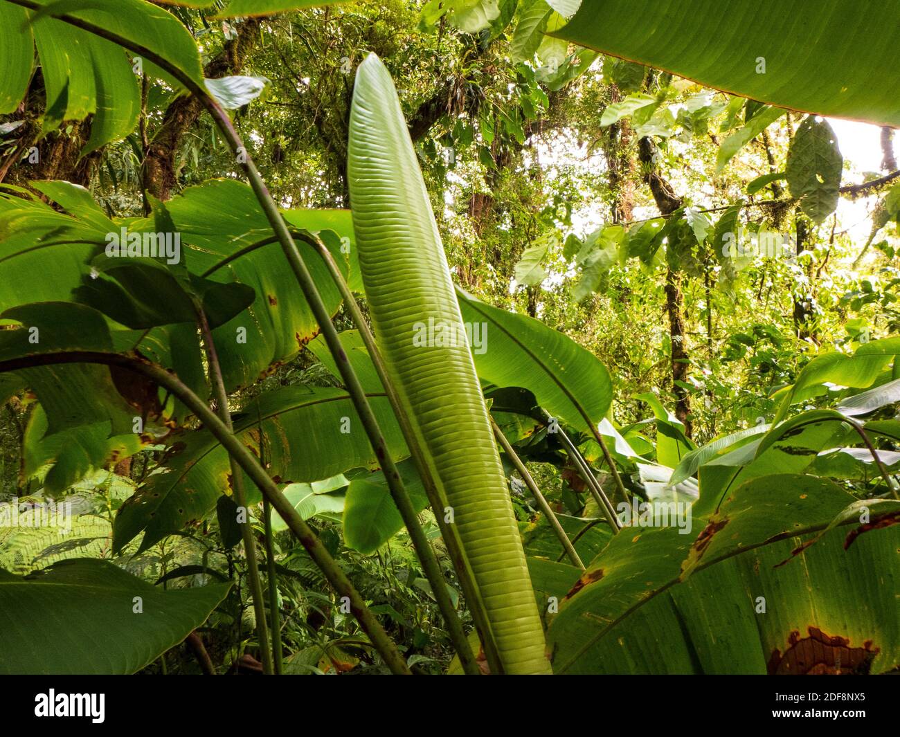 In the tropical forest of Costa Rica. Banana leaves and other various ...