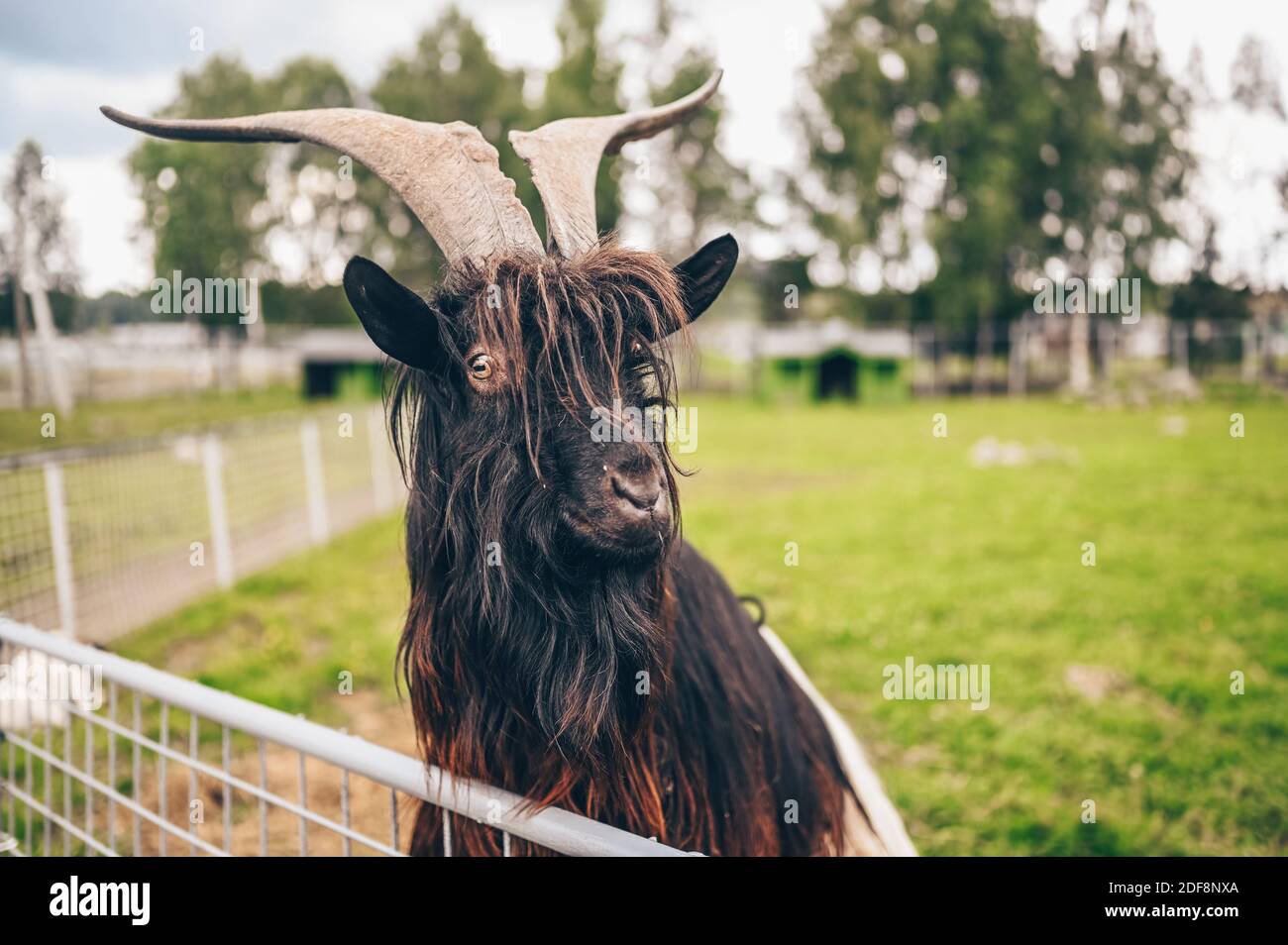 Hairy Goat High Resolution Stock Photography and Images - Alamy