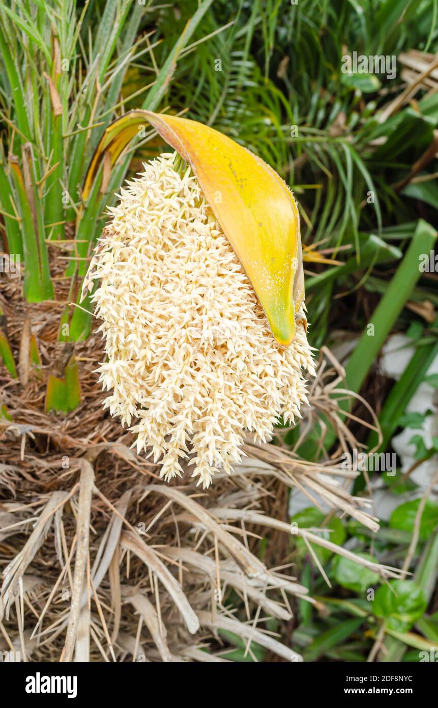 inflorescence of Date Palm Tree Stock Photo - Alamy