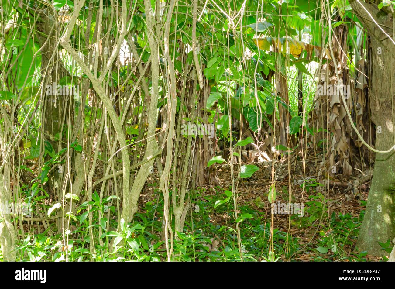 Cluster of roots hi-res stock photography and images - Alamy