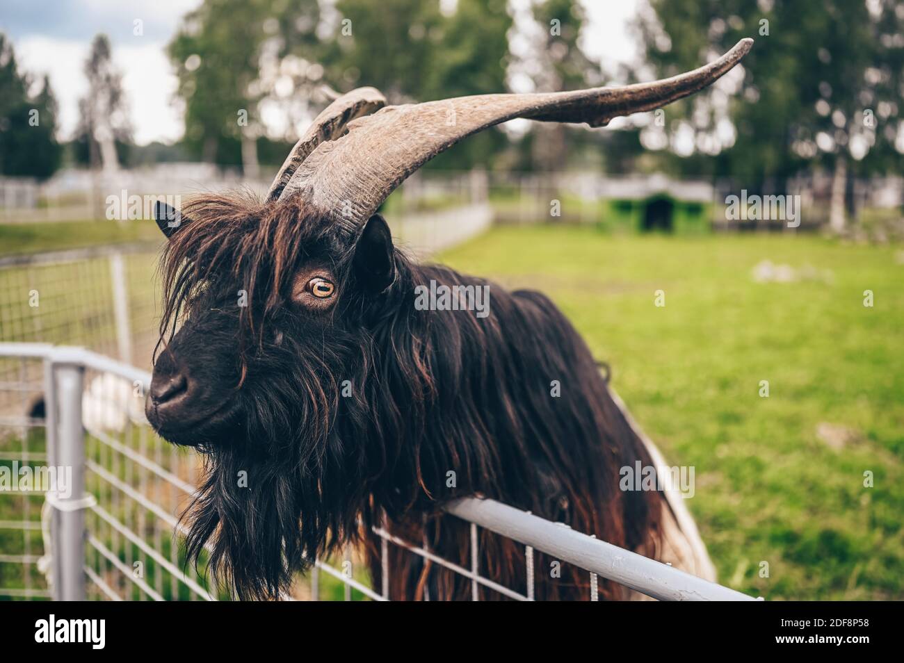 Hairy Goat High Resolution Stock Photography and Images - Alamy