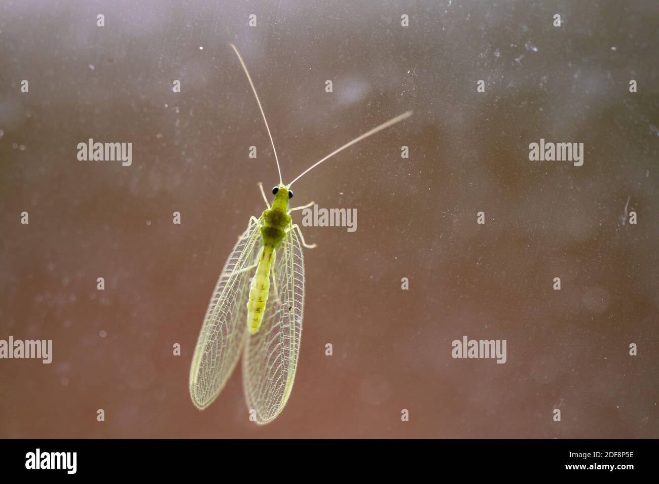 Vibrant greenish stink aphid bug flying insect transparently lit from ...