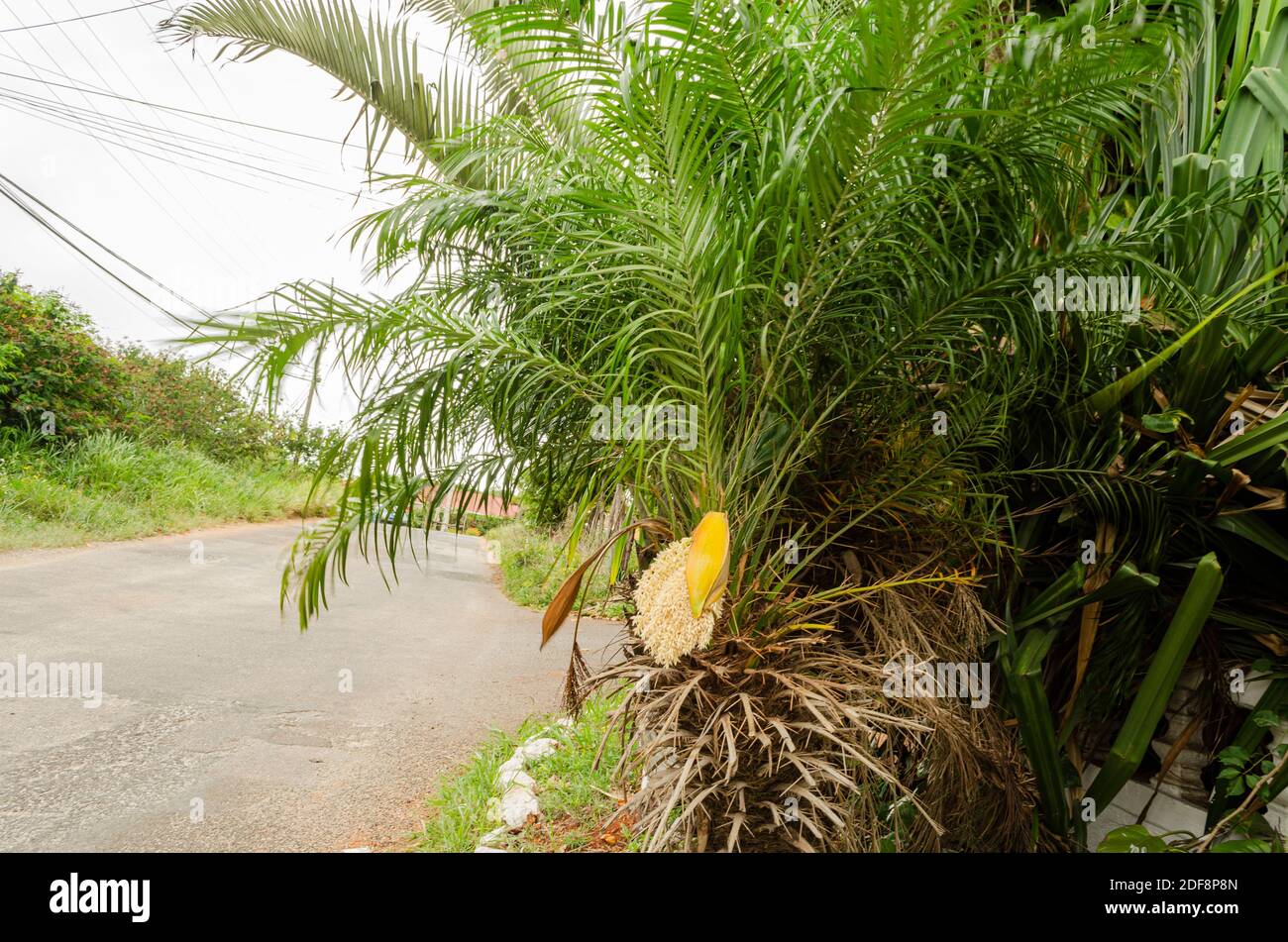 Streetside palm tree hi-res stock photography and images - Alamy
