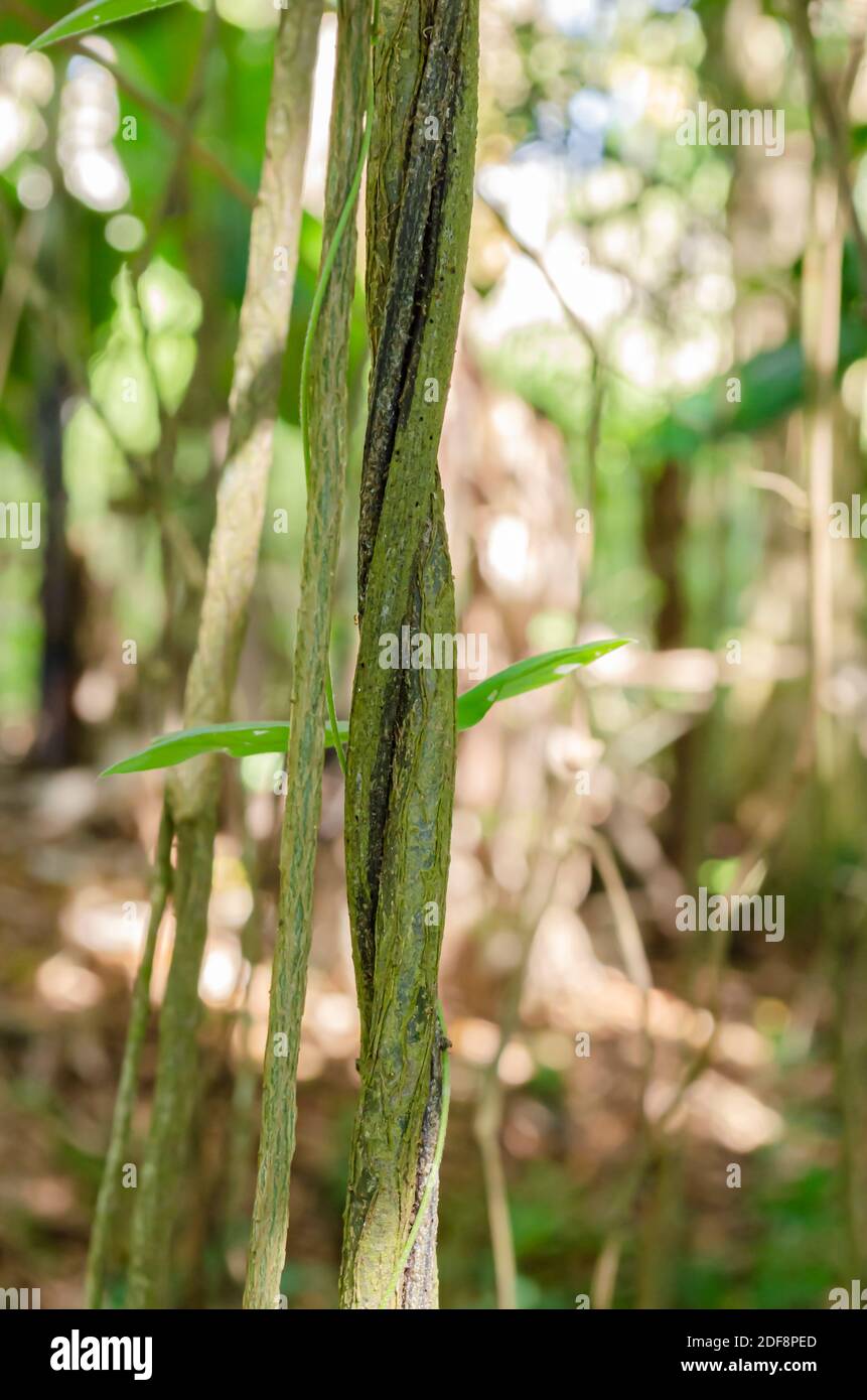 Long aerial roots hi-res stock photography and images - Alamy
