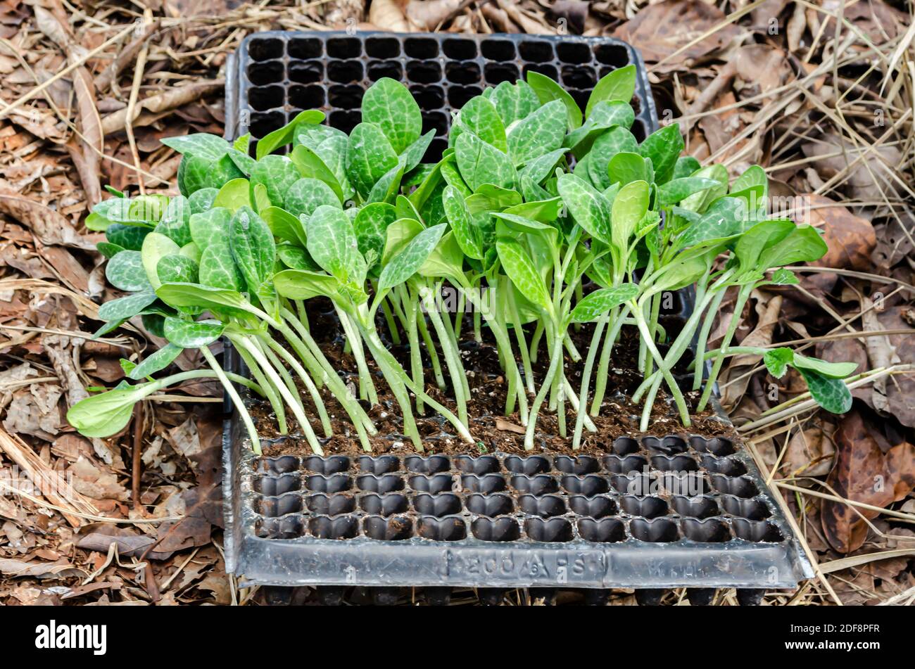 Tray With Zucchini Seedlings Stock Photo - Alamy