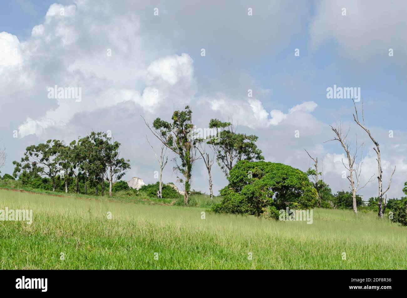 Trees In A Line Stock Photo - Alamy