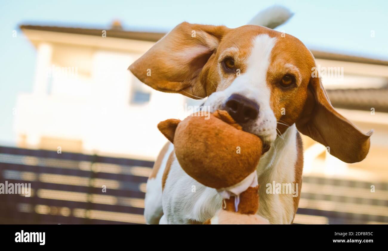 Closeup of funny dog with big ears Stock Photo - Alamy