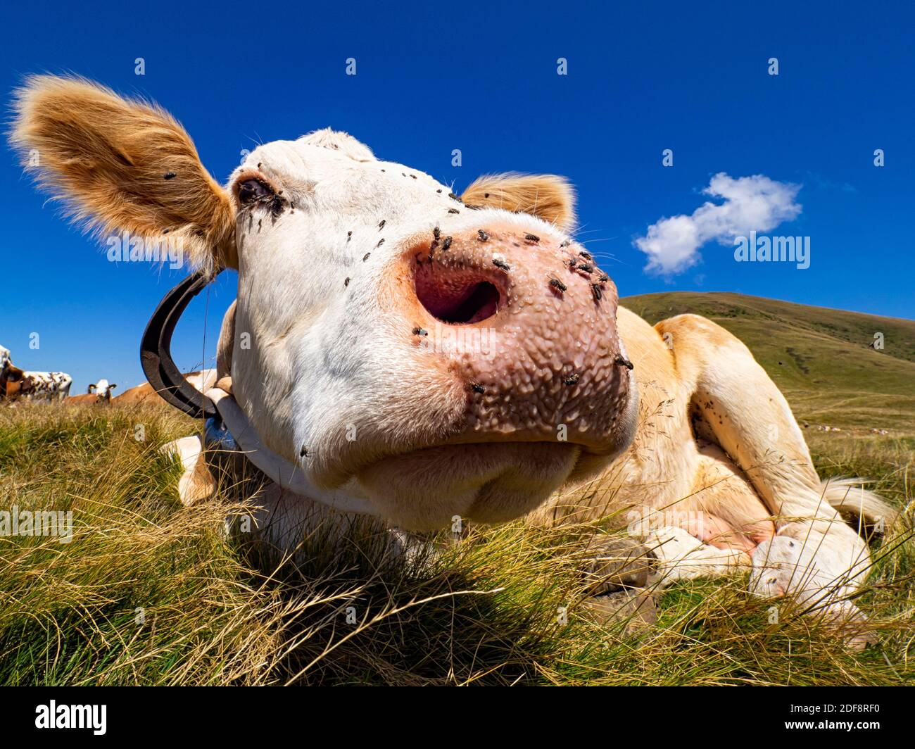 Cow head close-up in an alpine countryside Stock Photo - Alamy