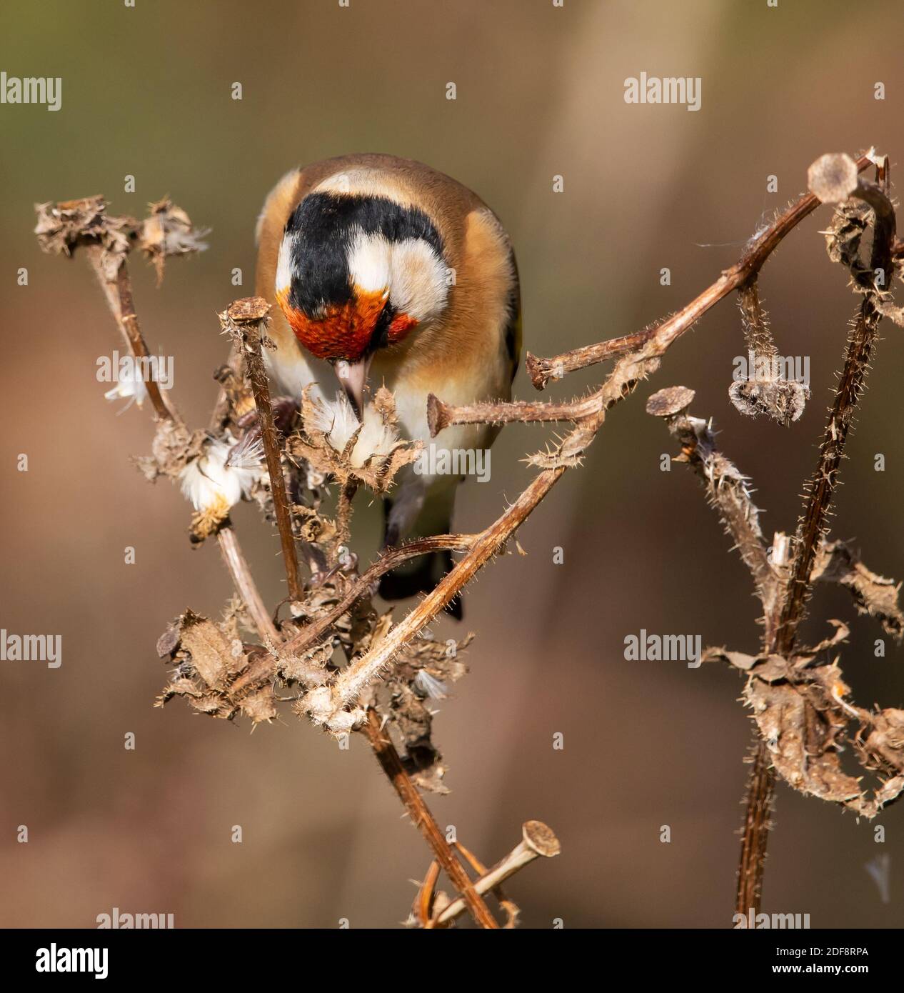 Adult Goldfinch feeding on a seed head Stock Photo - Alamy