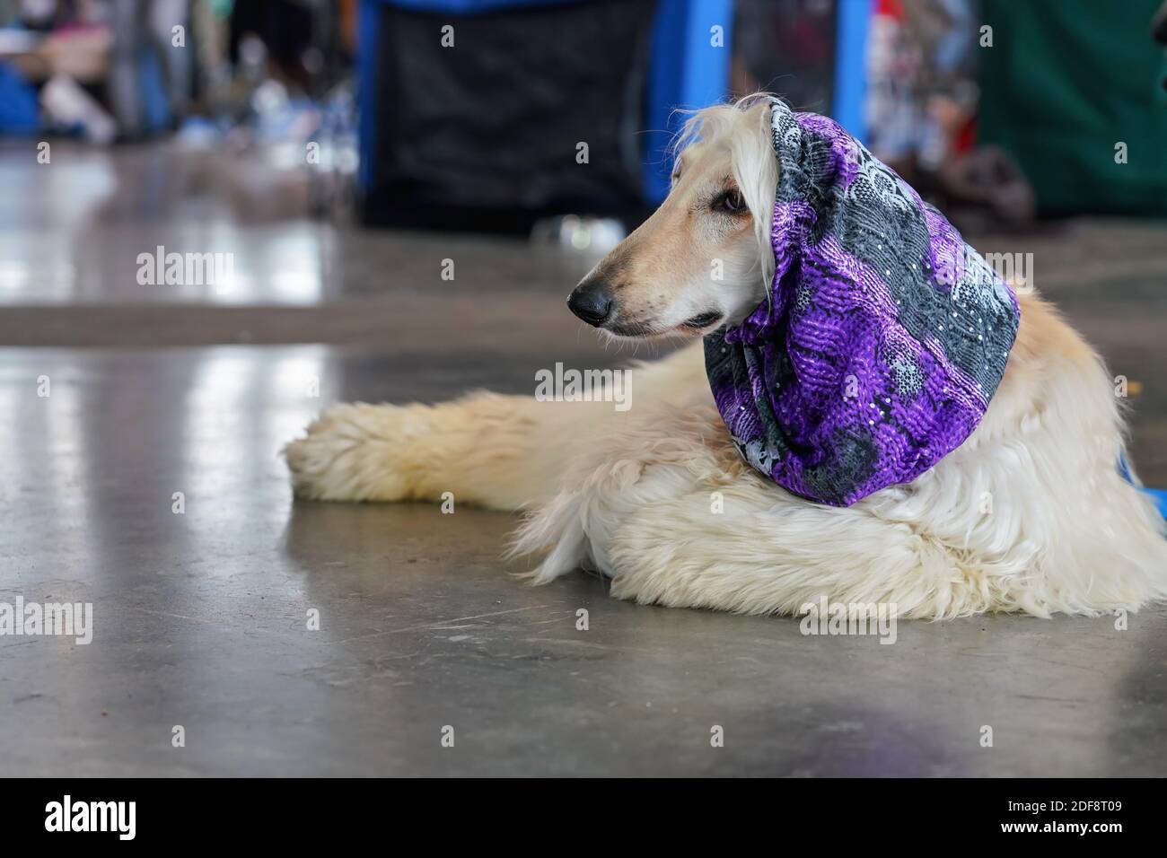 Russian borzoi laying on the stone floor indoor hall, violet scarf ...