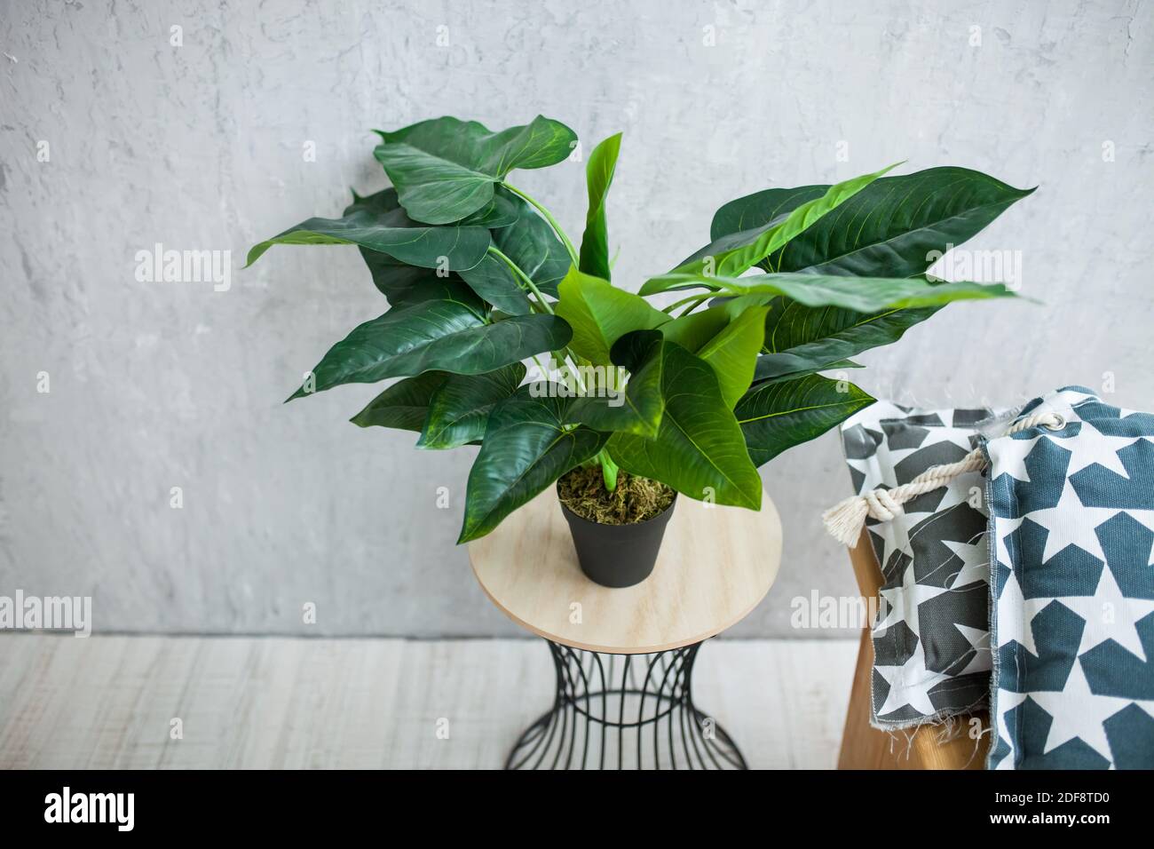 flower room and comfort. style. background image. for advertising . you ...