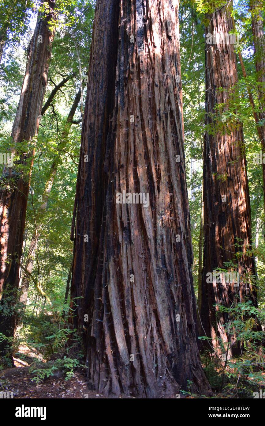 Redwood tree big basin national park hi-res stock photography and ...