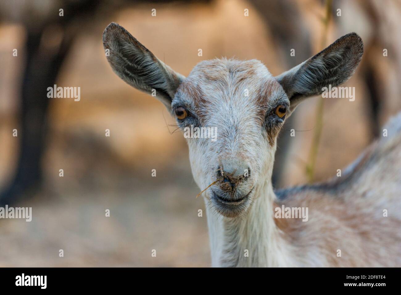 Goat ears hi-res stock photography and images - Alamy