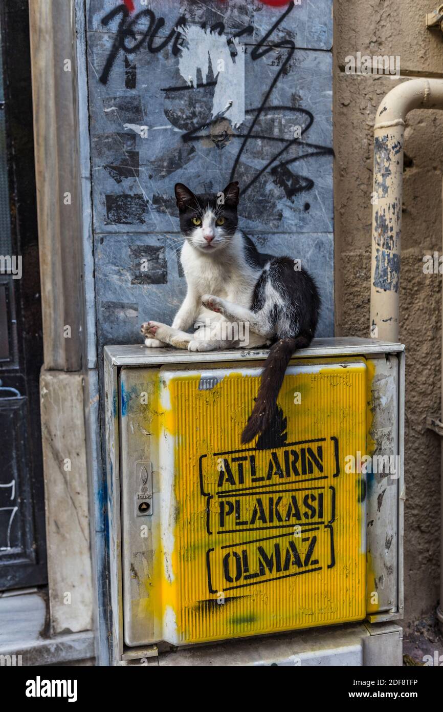Instanbul Street Cat Stock Photo - Alamy
