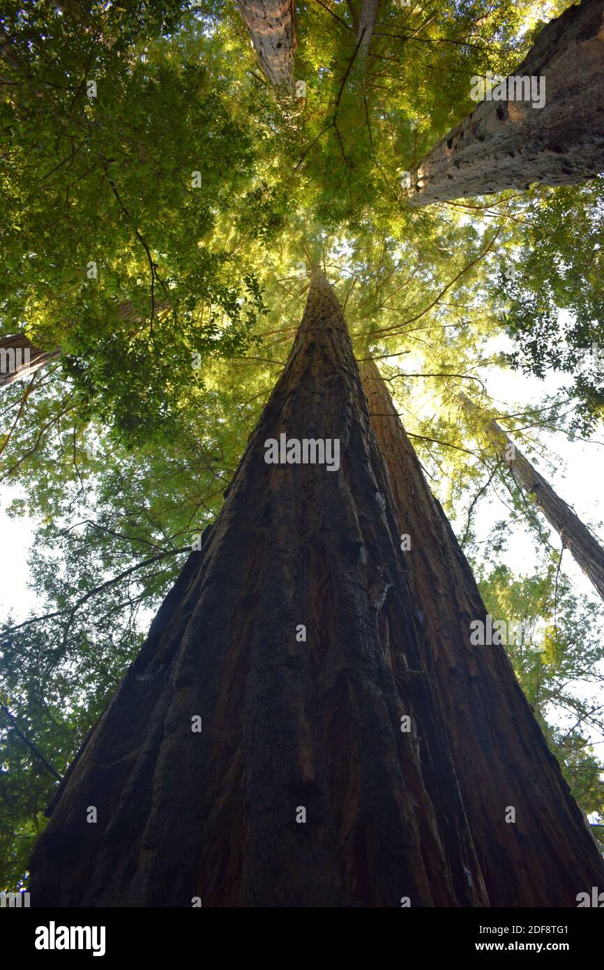 Big Basin Redwoods, CA Stock Photo - Alamy