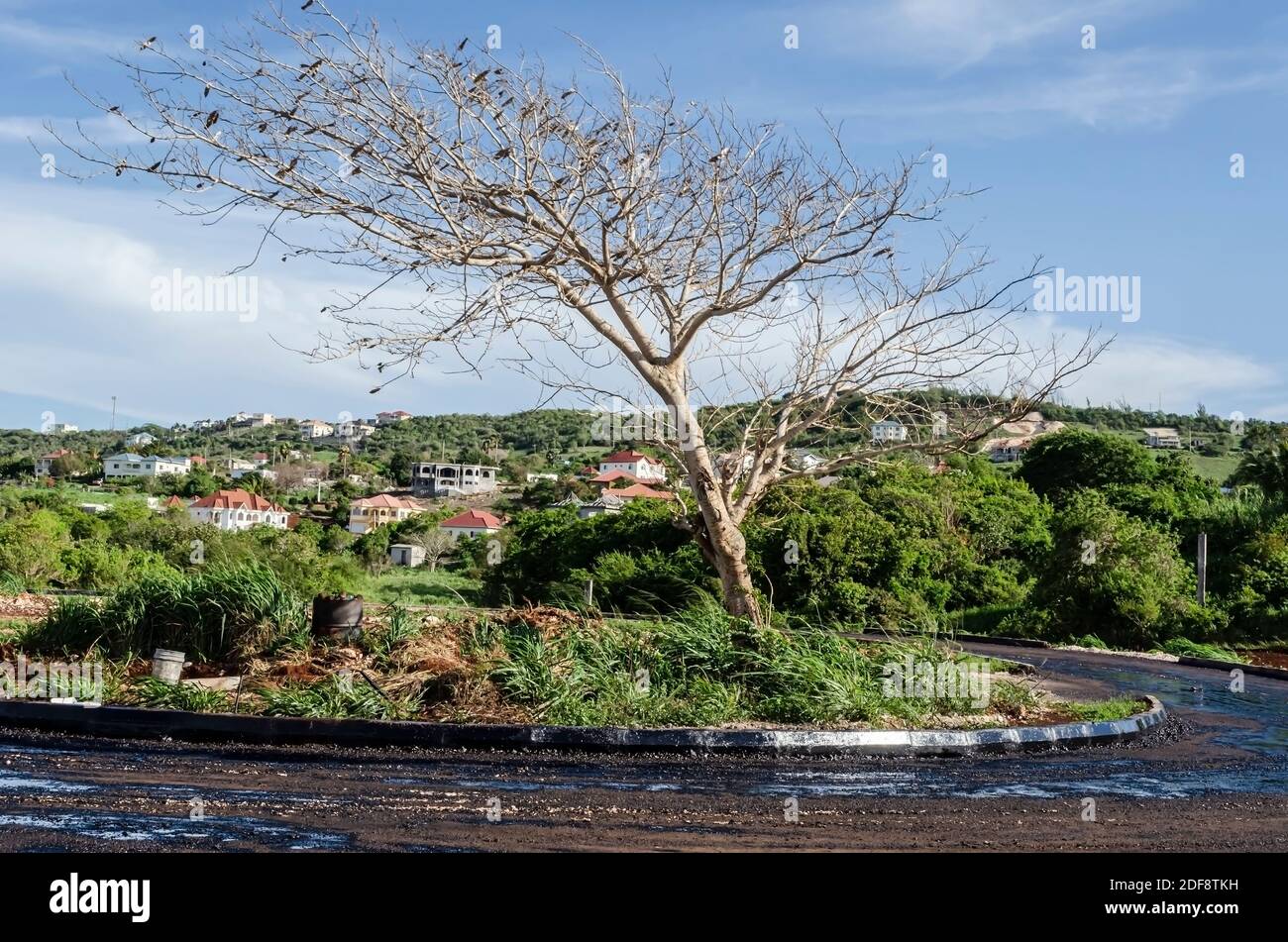 Jamaican raintree hi-res stock photography and images - Alamy