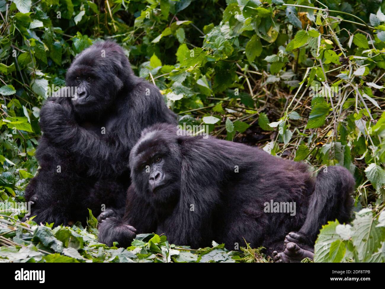 Two brother MOUNTAIN GORILLAS (Gorilla beringei beringei) of the ...